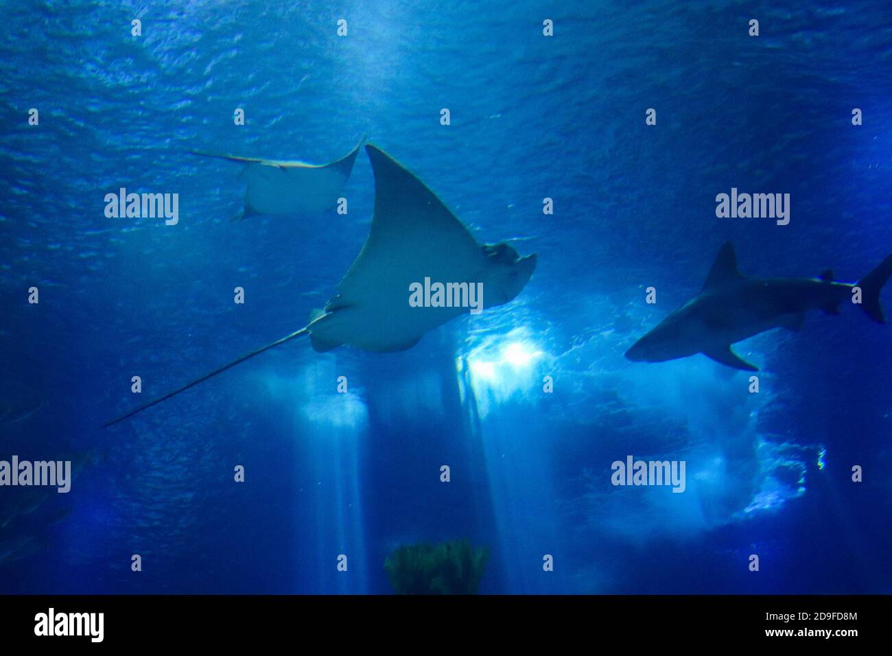 Underwater view from a Fish swiming in oceanarium Stock Photo - Alamy