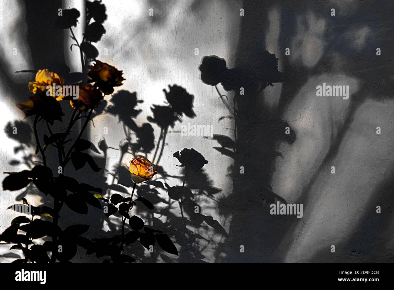 Shadow roses hi-res stock photography and images - Alamy