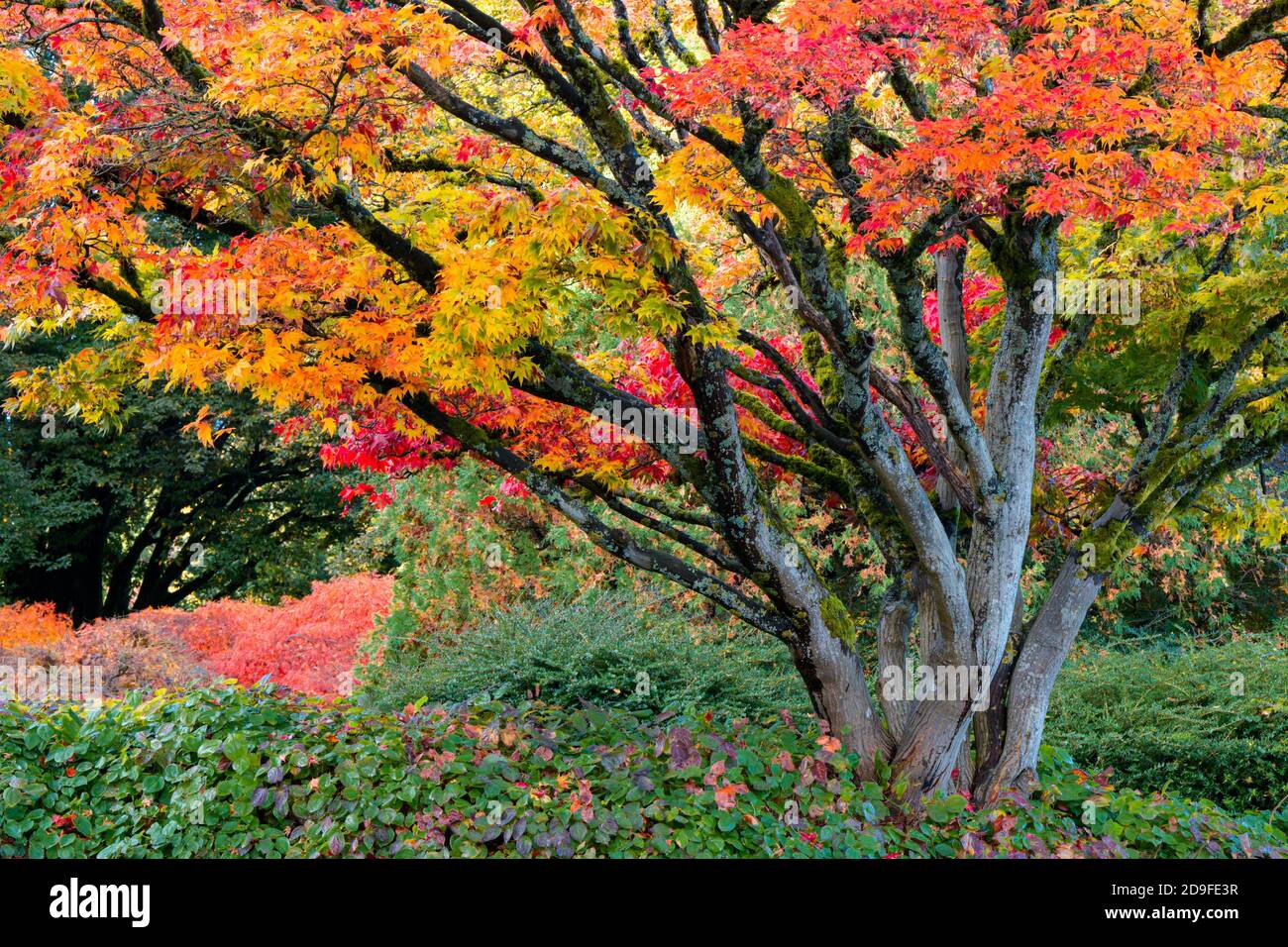 Queen elizabeth canada maple hi-res stock photography and images - Alamy