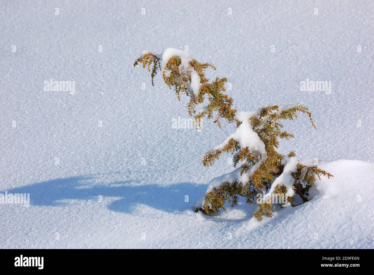 Winter background with a snow-covered wood landscape and a small fur ...