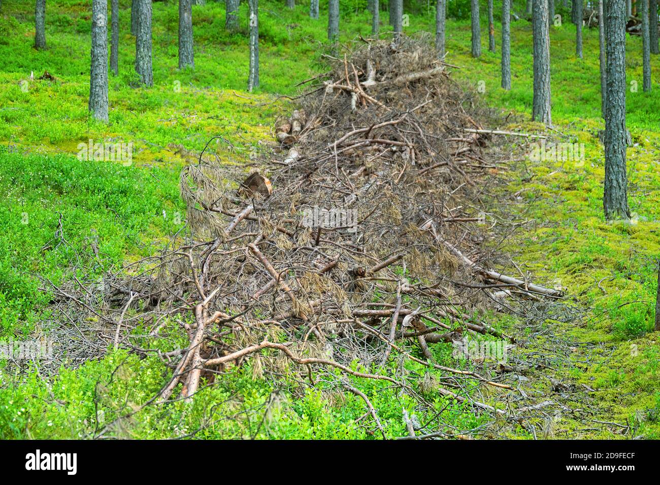 Remains of cutting,, logging waste in Northern boreal coniferous forest ...