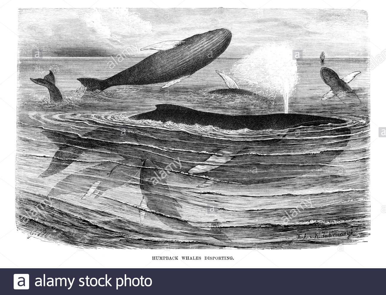 Baleen Whales Drawings