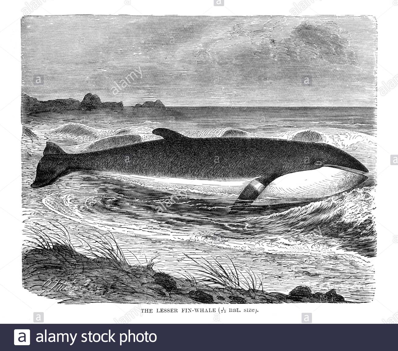 Fin whales Black and White Stock Photos & Images - Alamy