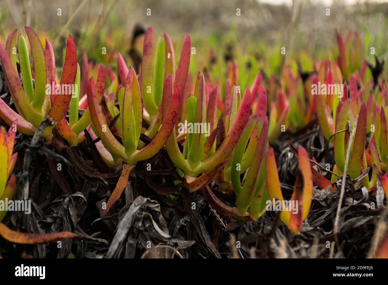 Large amounts of flowers hi-res stock photography and images - Alamy