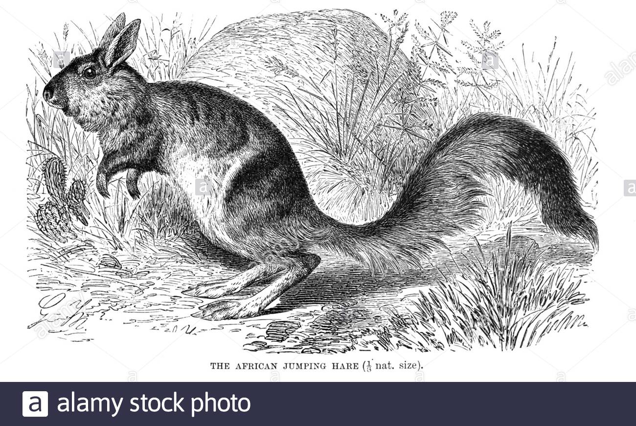 South african springhare pedetes capensis Black and White Stock Photos ...
