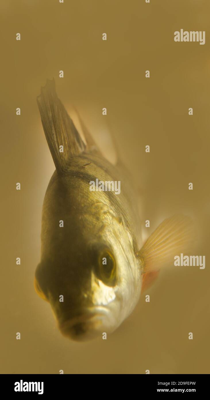 Perch in an aquatic environment close-up. The most famous river fish ...