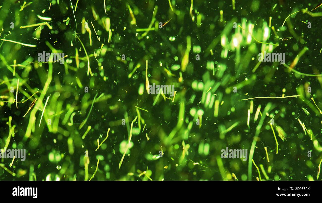 Biological macro background in water particles with large zoom. Ultra ...