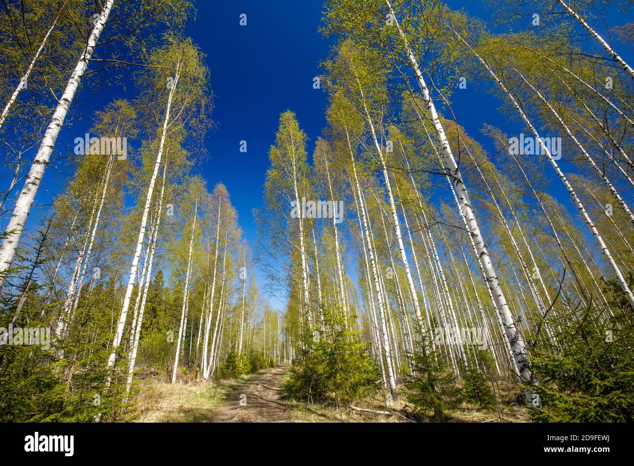 Young European birch forest at Spring , Finland Stock Photo - Alamy