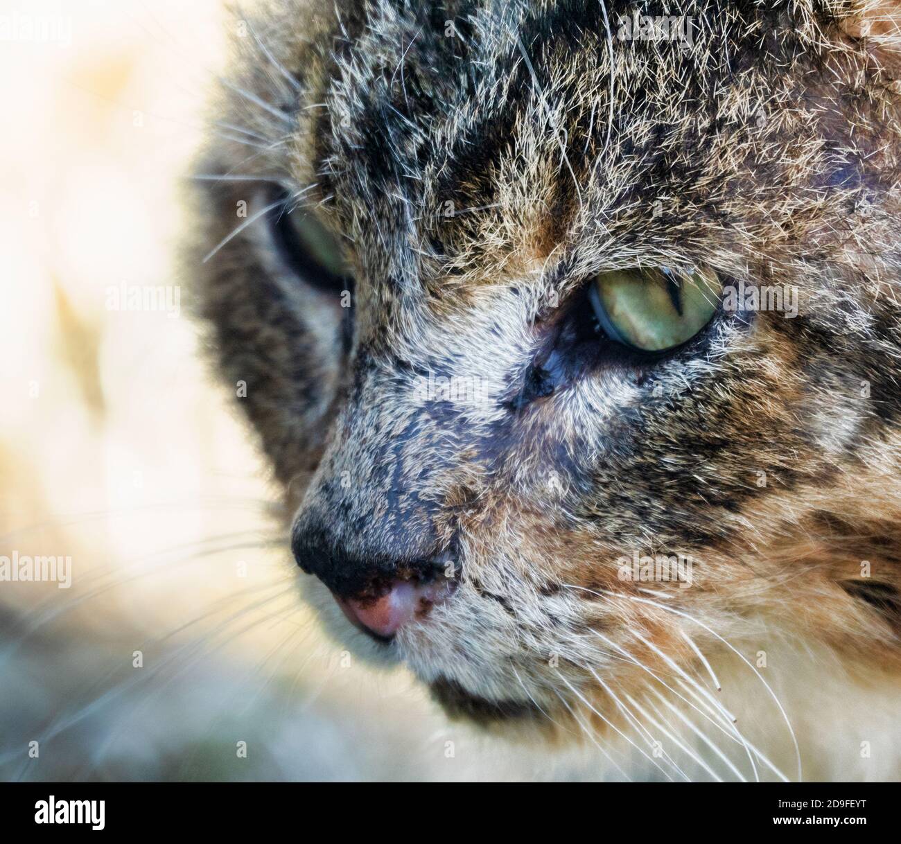 Cunning Cat
