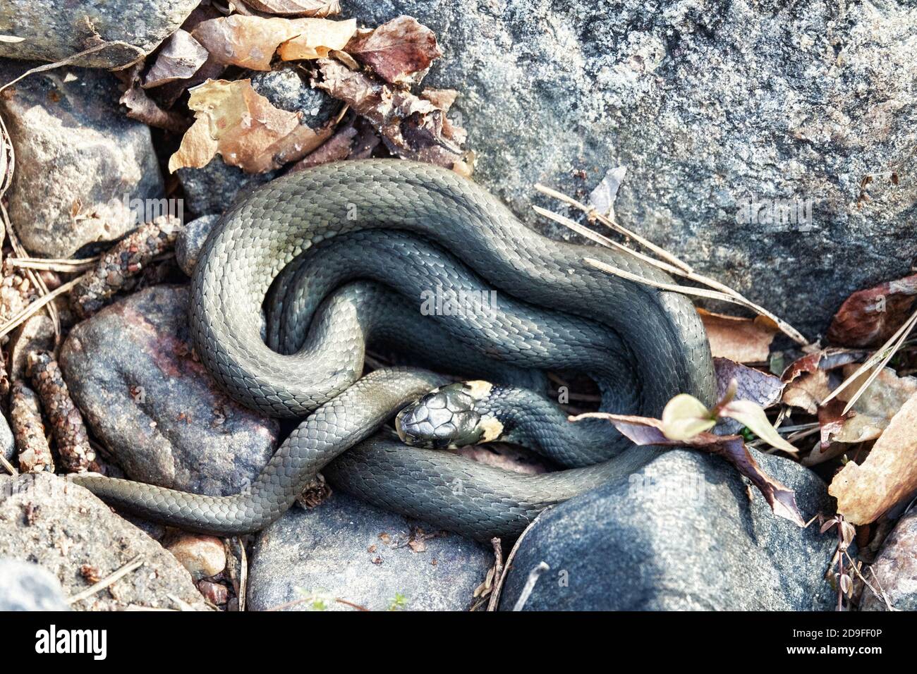 Common Grass-snake (Natrix natrix) from the East Baltic sea coast ...