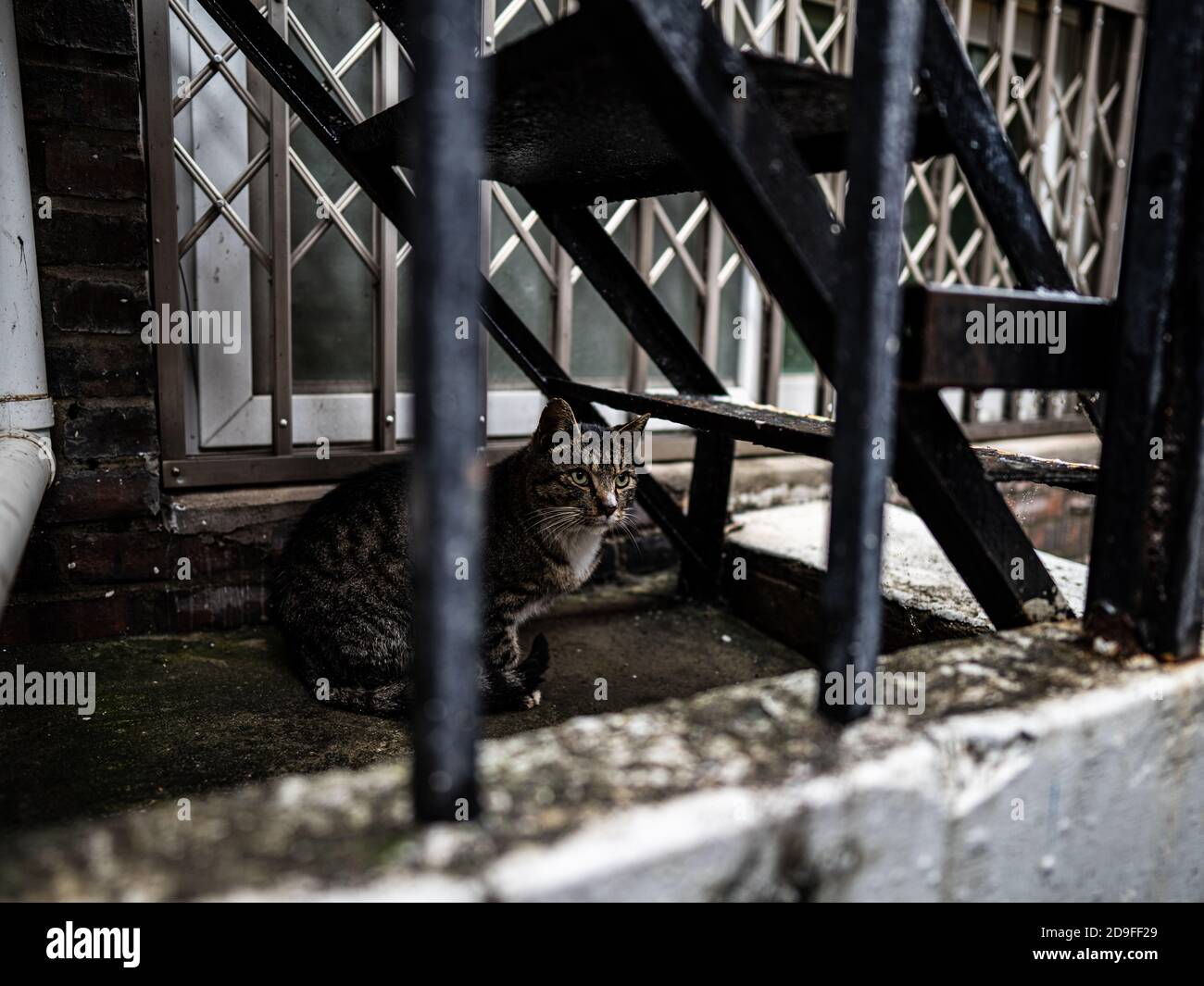 cat under the steps Stock Photo - Alamy