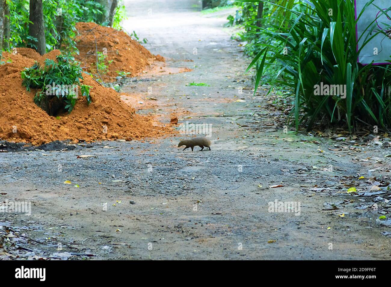 Mongoose jungle book hi-res stock photography and images - Alamy