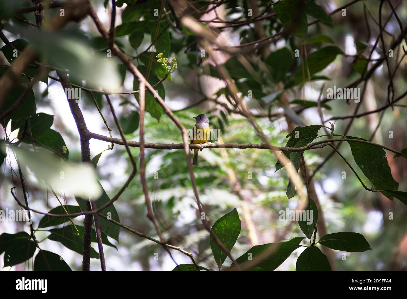 Grey-headed Canary-flycatcher (Culicicapa ceylonensis ceylonensis ...