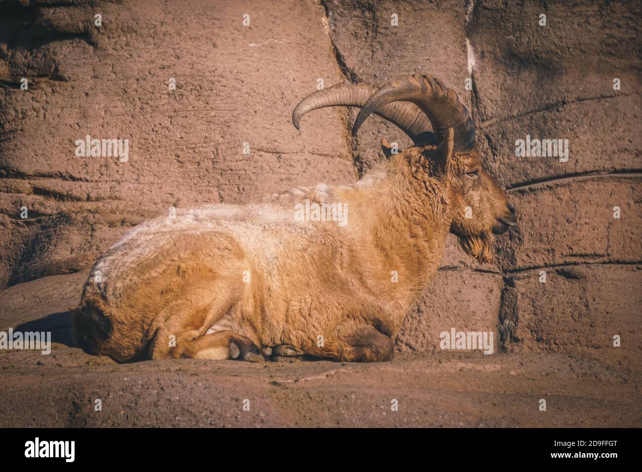Closeup shot of a goat lying on the stone surface Stock Photo - Alamy