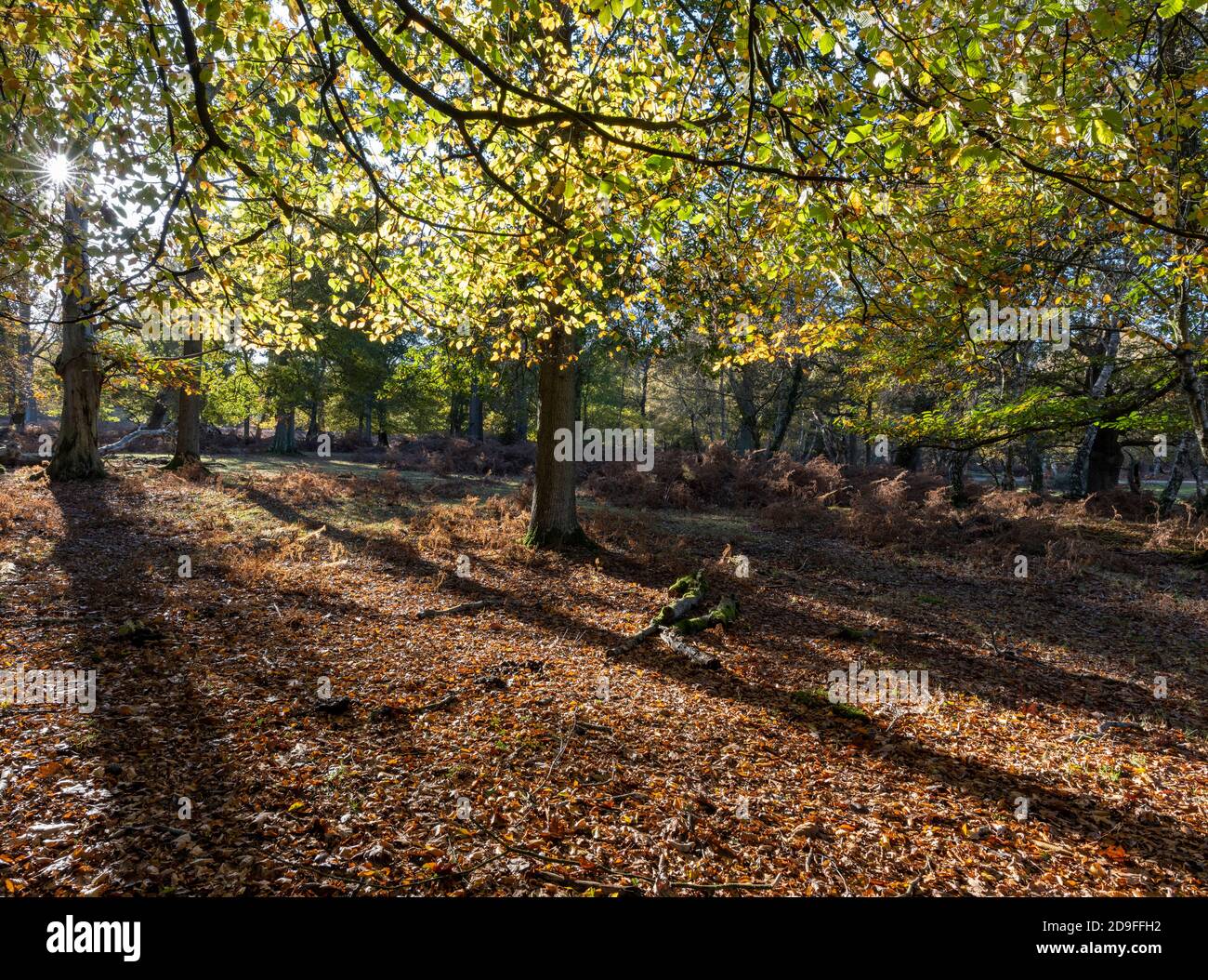 Autumn forest landscape at Denny Wood, New Forest National Park ...
