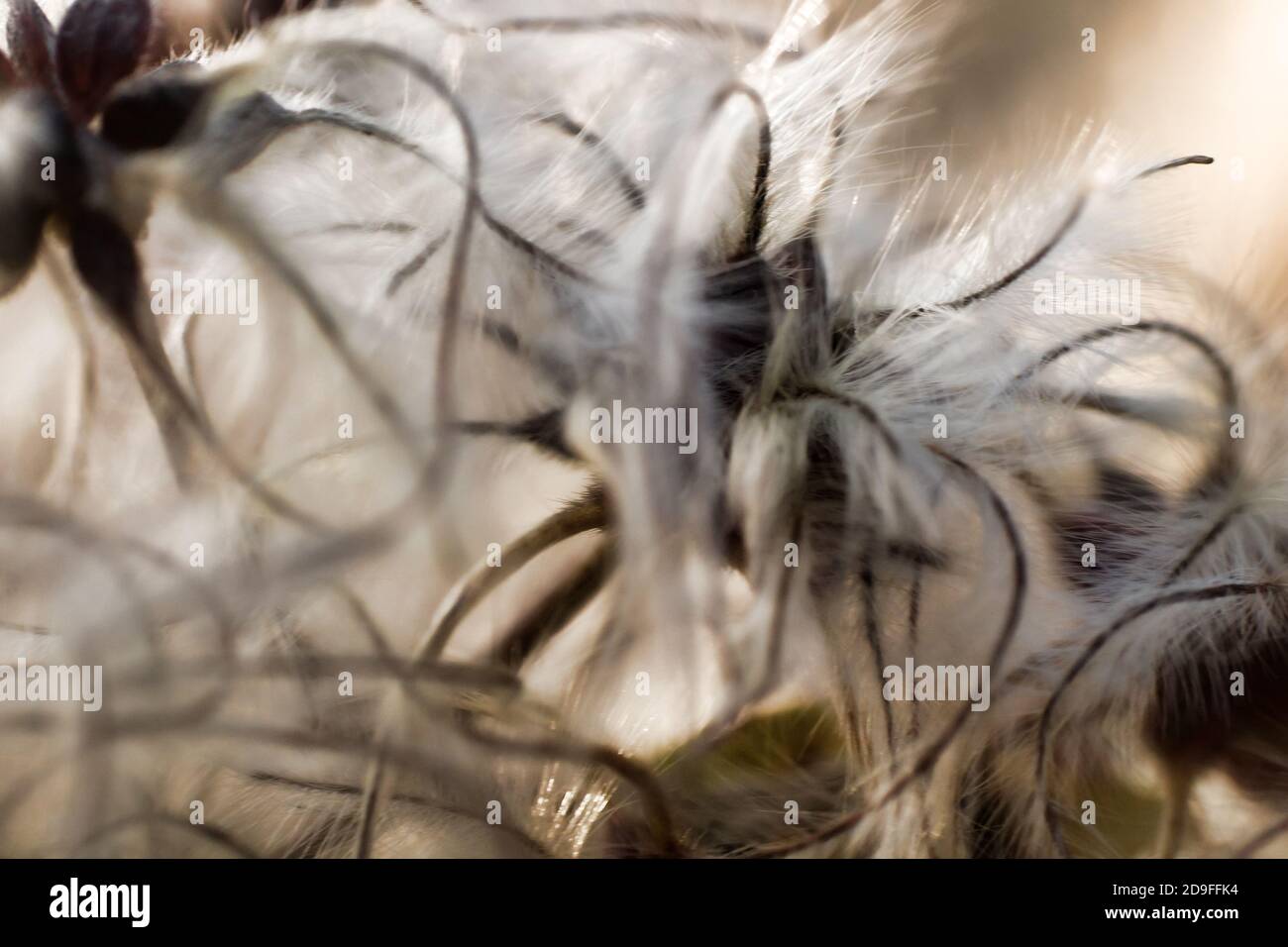 Pappus (fruits) plants look like delicate feathers, like Scorzonera ...