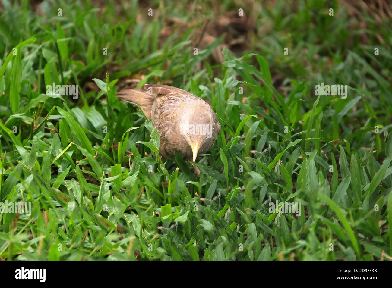 Ceylon Rufous Babbler (Turdoides rufescens) collects food on the lawn ...