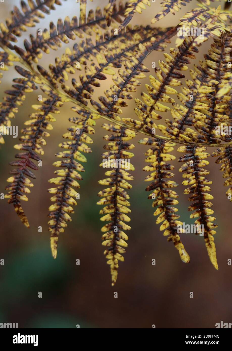 Autumn scene showing fern changing colour to brown with soft background ...