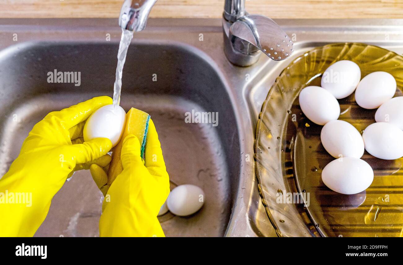 Washing fresh eggs in the kitchen sink using gloves and a sponge for ...