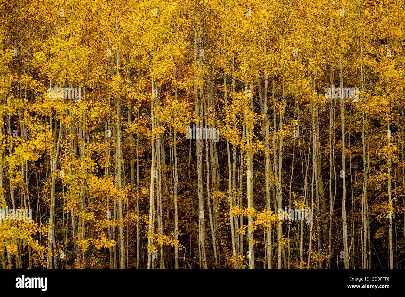 Thin trees growing in a dense forest Stock Photo - Alamy