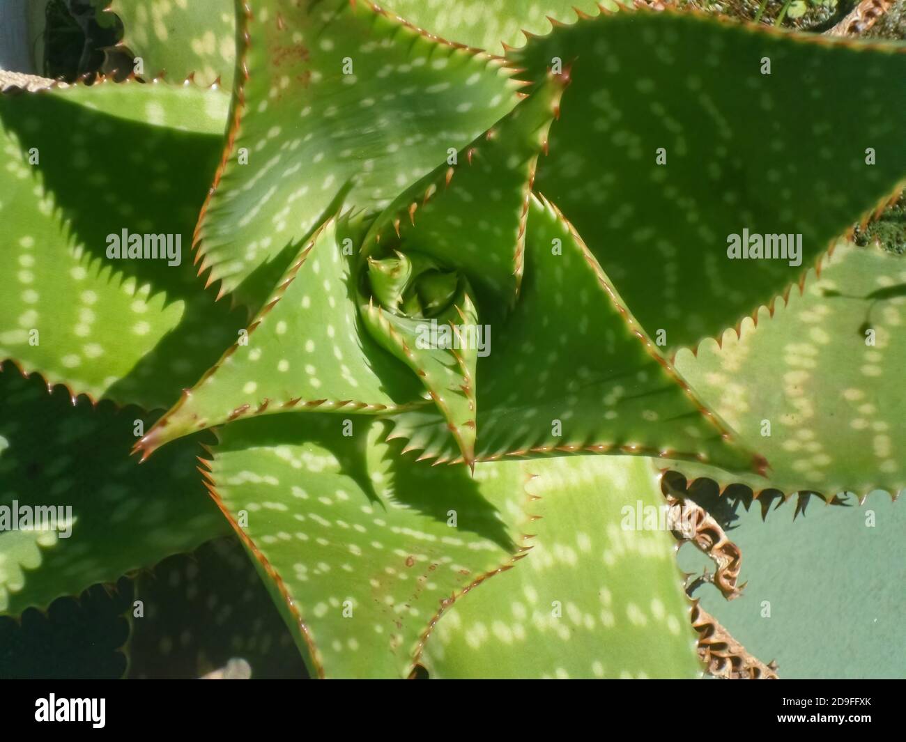closeup shot of a spiny Aloe Vera plant Stock Photo - Alamy