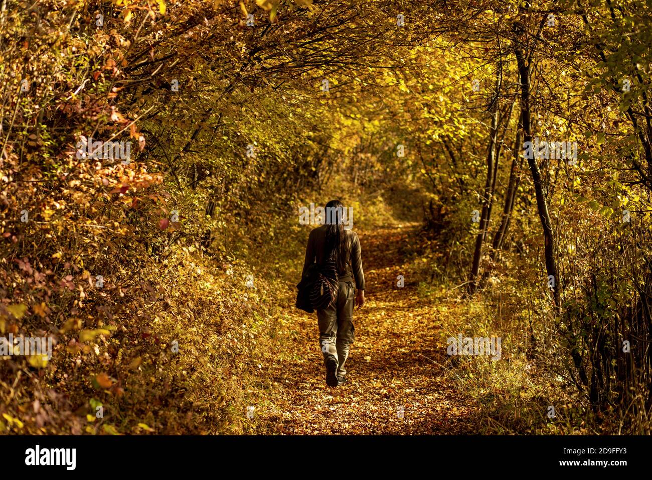 Back view of a female walking in a golden park on an autumn day Stock ...
