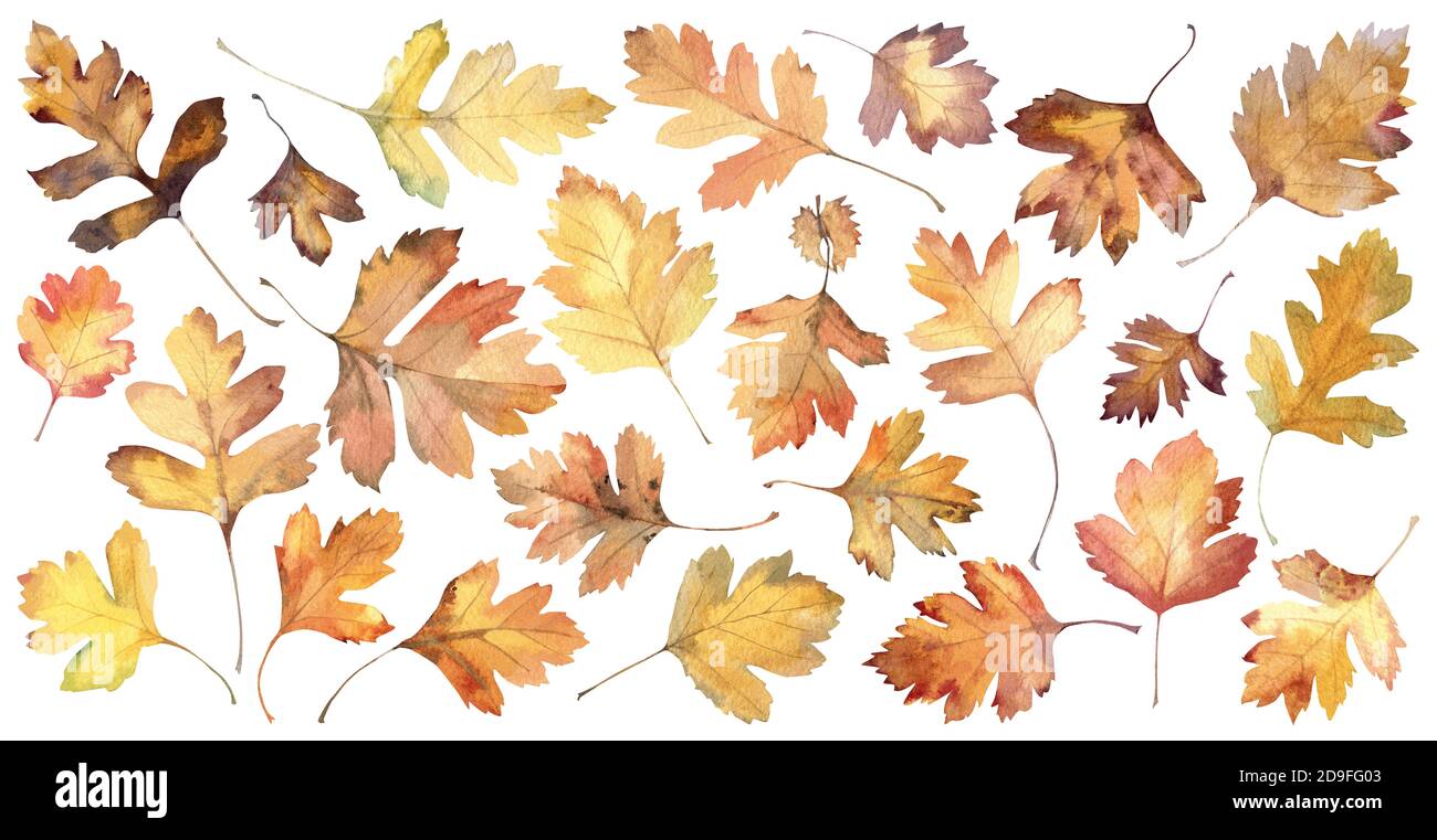 Hawthorn Tree Fall Foliage High Resolution Stock Photography and Images ...