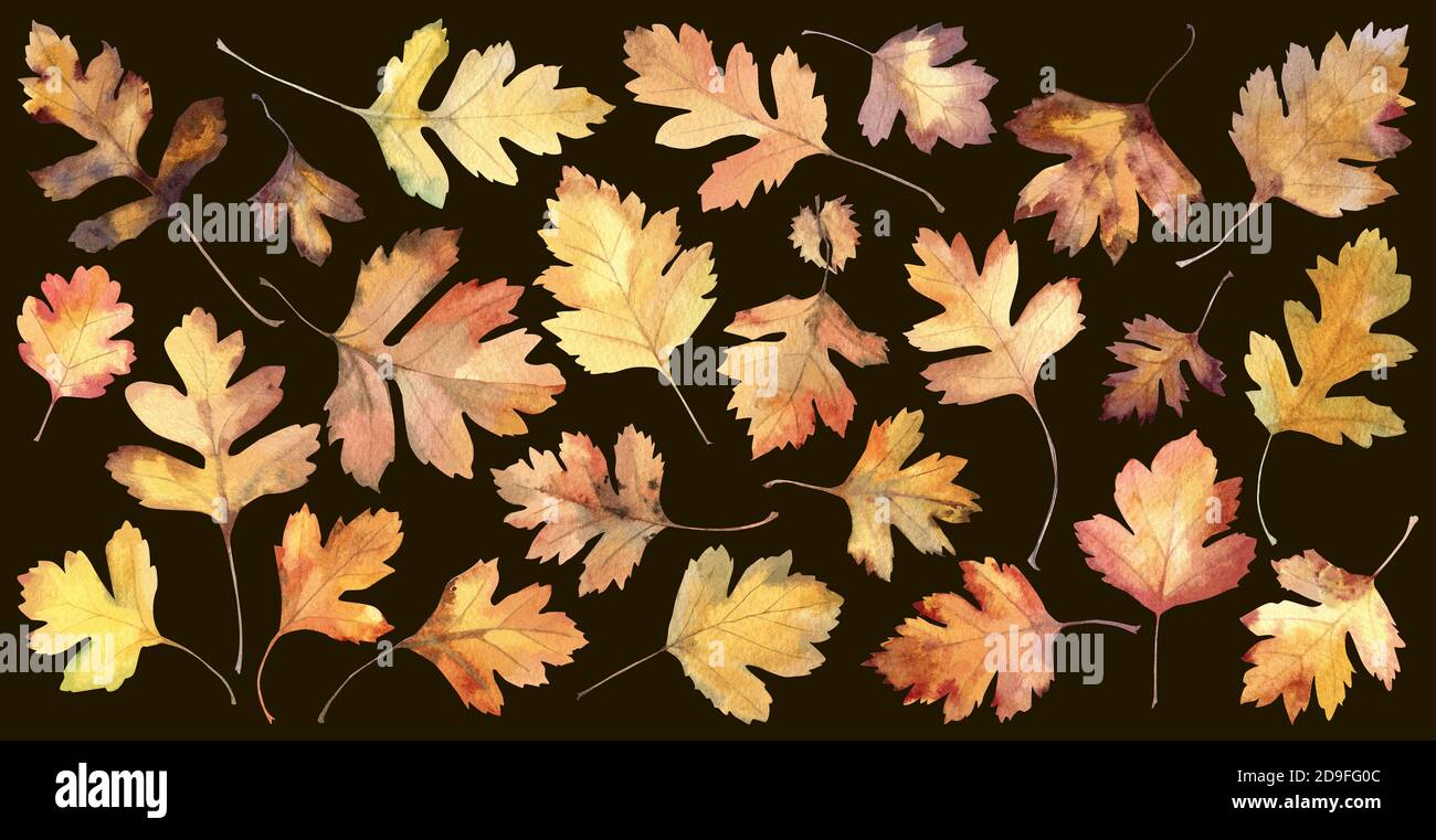 Autumn hawthorn leaves collection hi-res stock photography and images ...