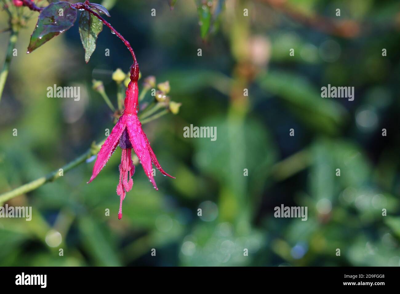 Single fuchsia flower with morning dew and soft green background with ...
