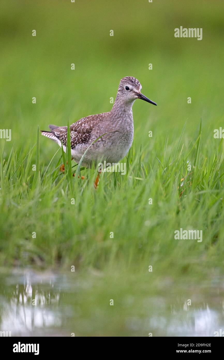 Lesser Yellowlegs (Tringa flavipes Stock Photo - Alamy