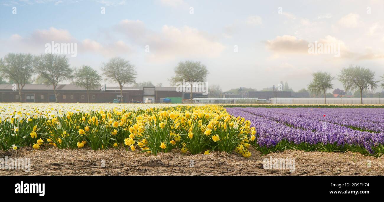 Dutch spring hyacinth flowers field Stock Photo - Alamy