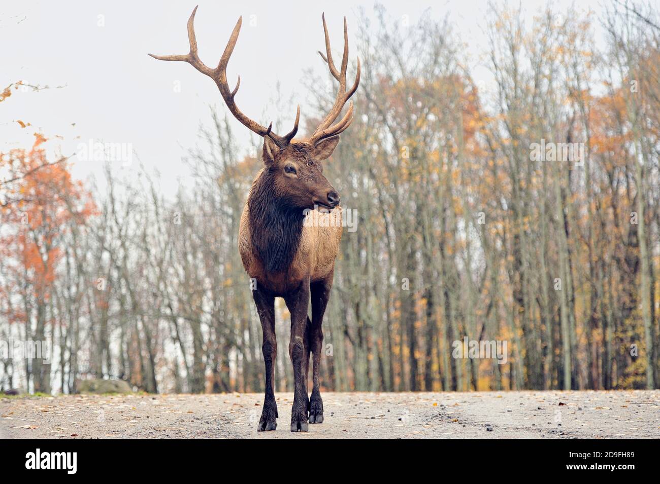 An Elk (Cervus canadensis) standing in the forest on a beautiful autumn ...
