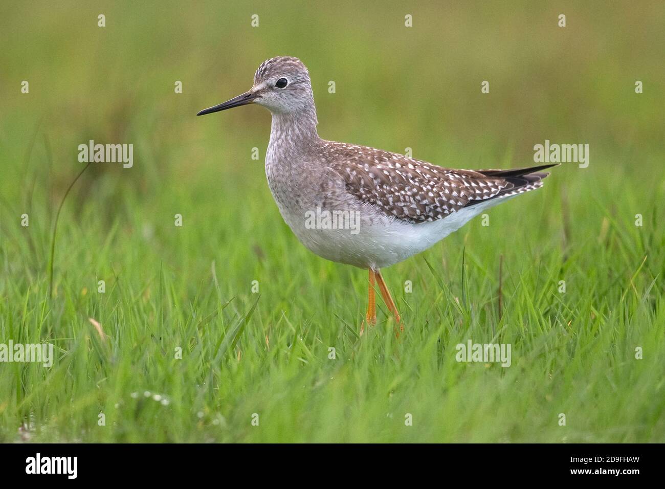 Lesser Yellowlegs (Tringa flavipes Stock Photo - Alamy
