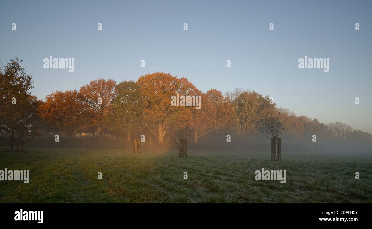 Misty autumnal treescape in England. Sun rising and a gentle glow of ...