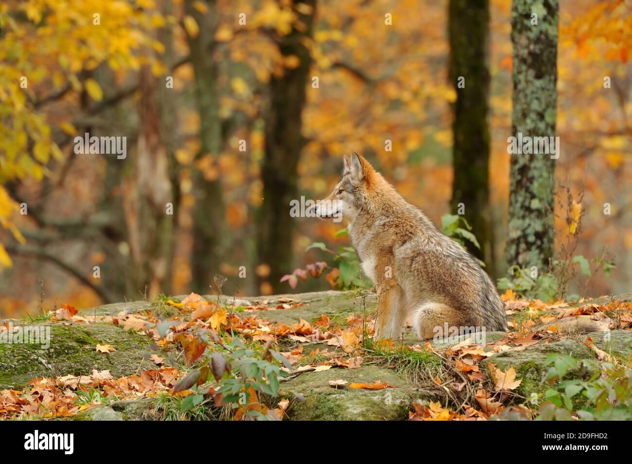 Beautiful coyote hi-res stock photography and images - Alamy