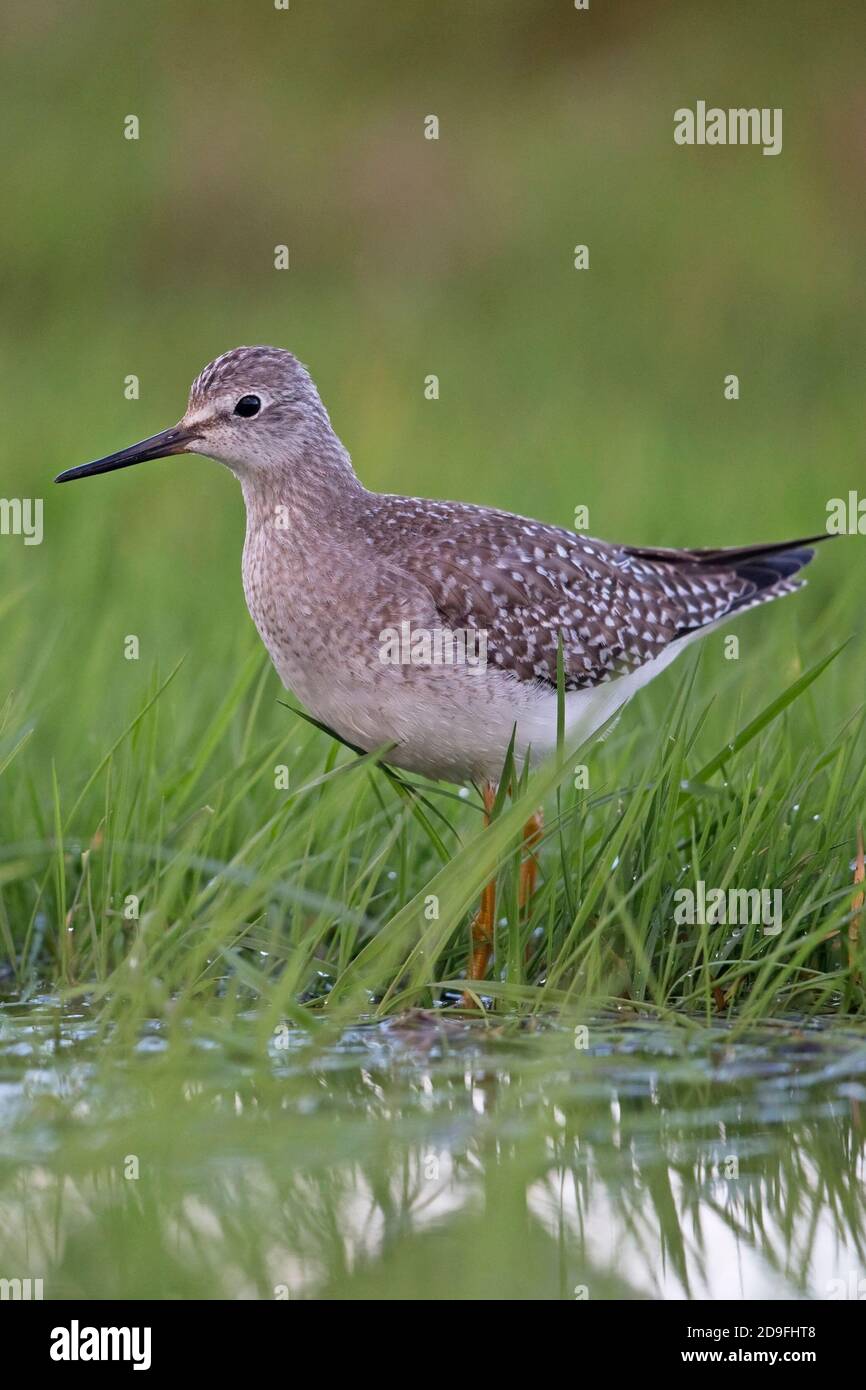 Lesser Yellowlegs (Tringa flavipes Stock Photo - Alamy