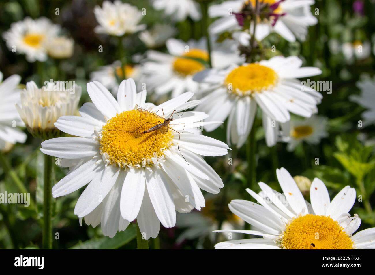 crane fly resting on a daisy Stock Photo - Alamy