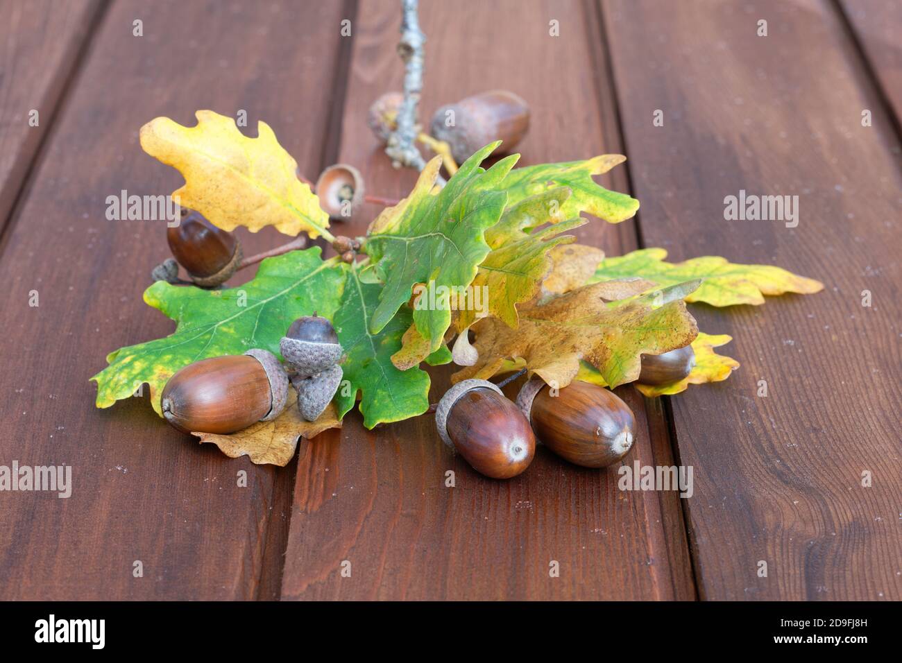 Acorns and oak tree leaves hi-res stock photography and images - Alamy