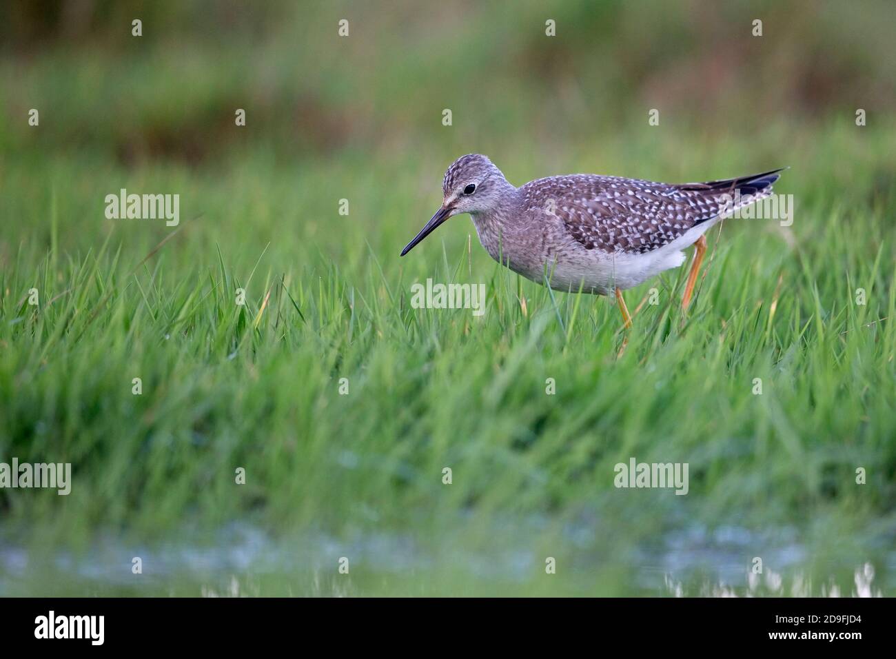 Lesser Yellowlegs (Tringa flavipes Stock Photo - Alamy