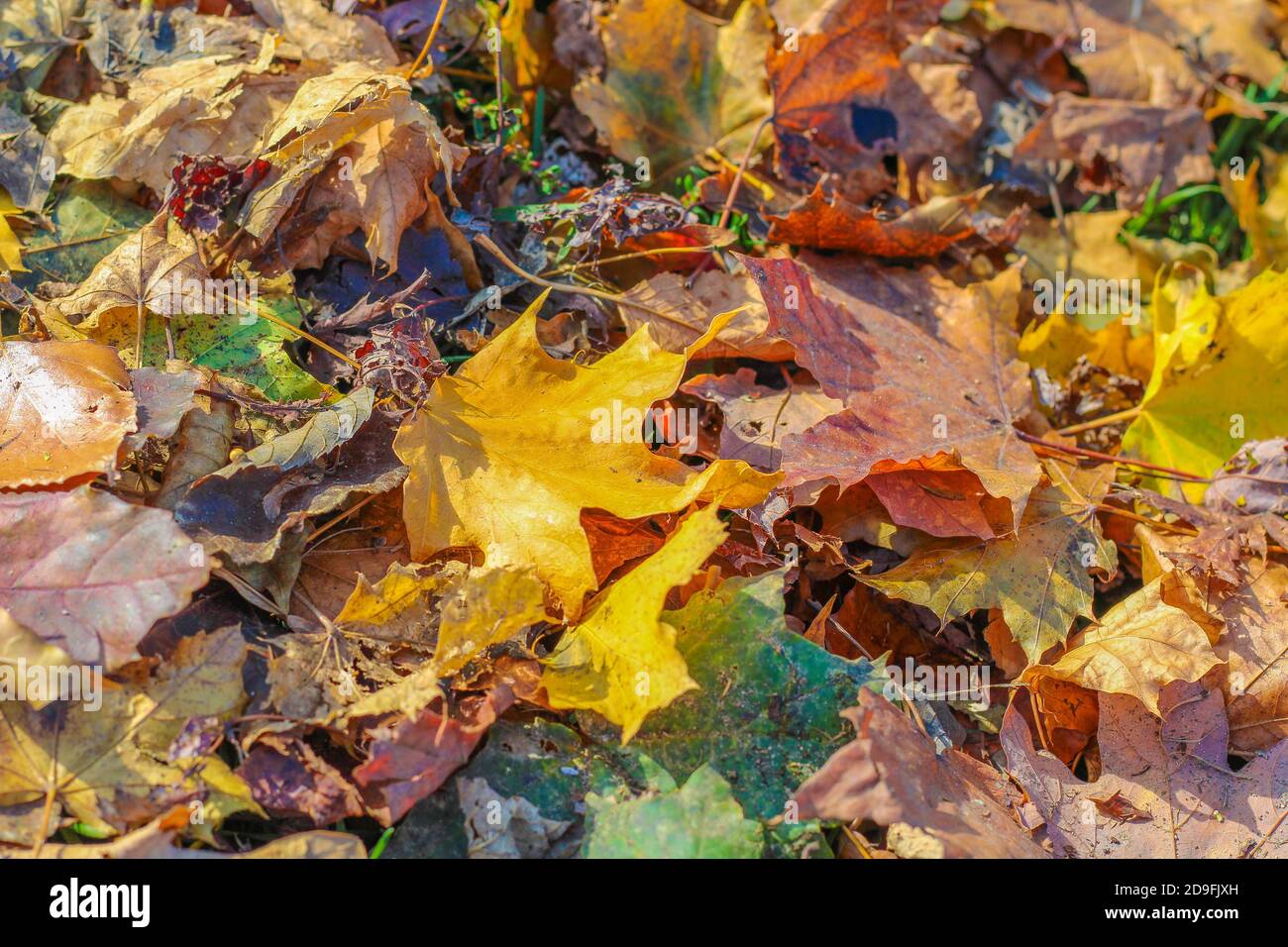 Colorful fall leaves and trees in Canada Stock Photo - Alamy