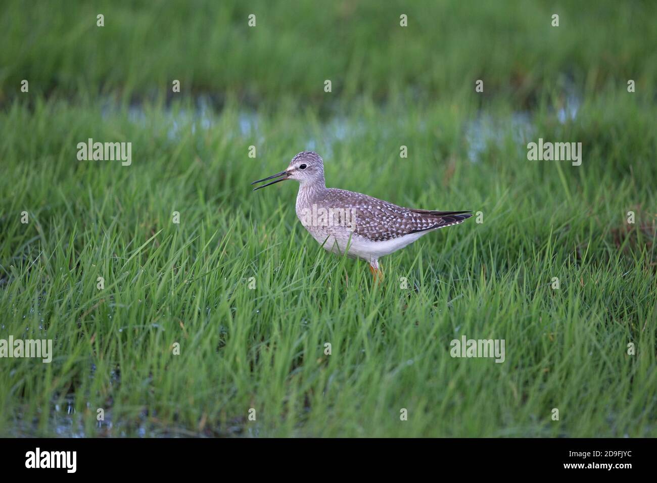 Lesser Yellowlegs (Tringa flavipes Stock Photo - Alamy