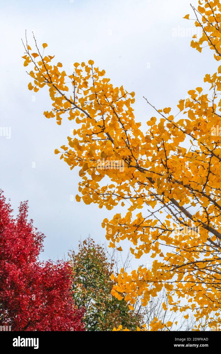 Colorful fall leaves and trees in Canada Stock Photo - Alamy