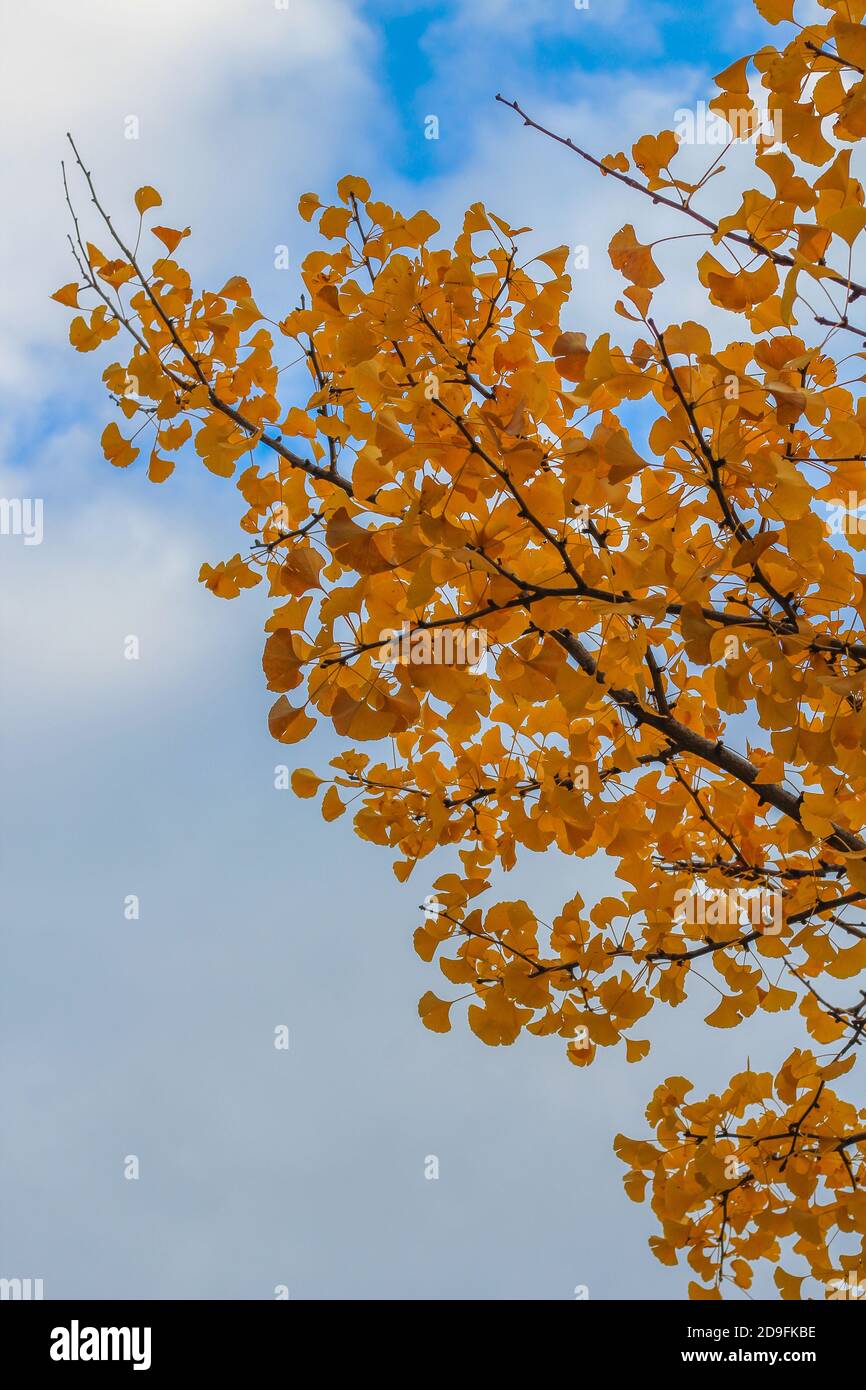 Colorful fall leaves and trees in Canada Stock Photo - Alamy