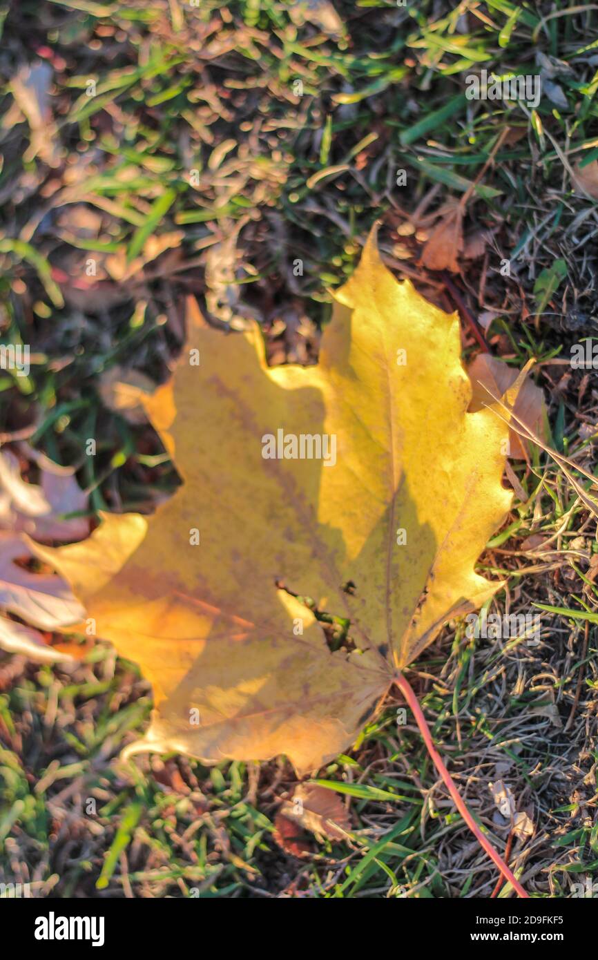 Colorful fall leaves and trees in Canada Stock Photo - Alamy