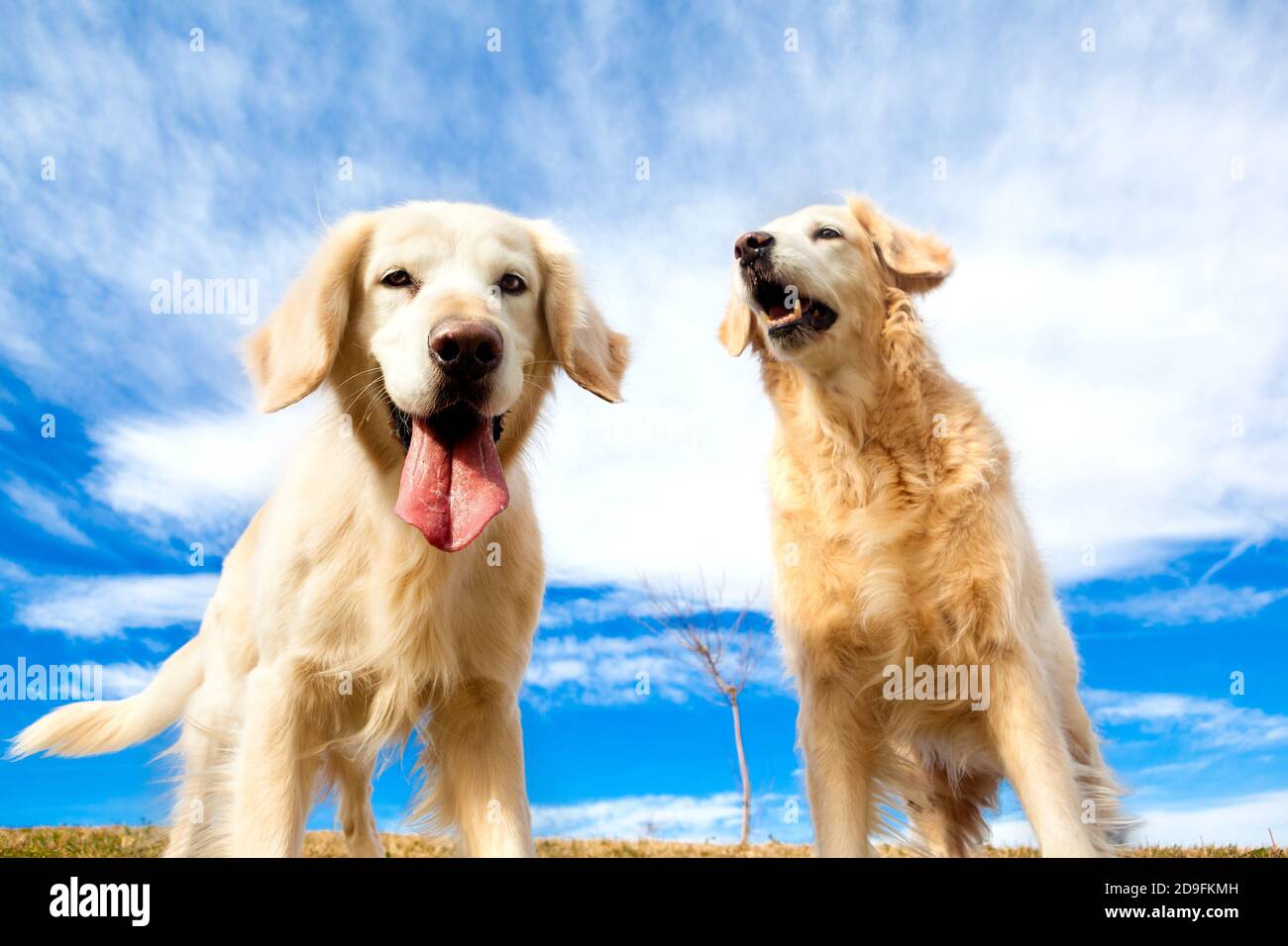 Happy pets hi-res stock photography and images - Alamy