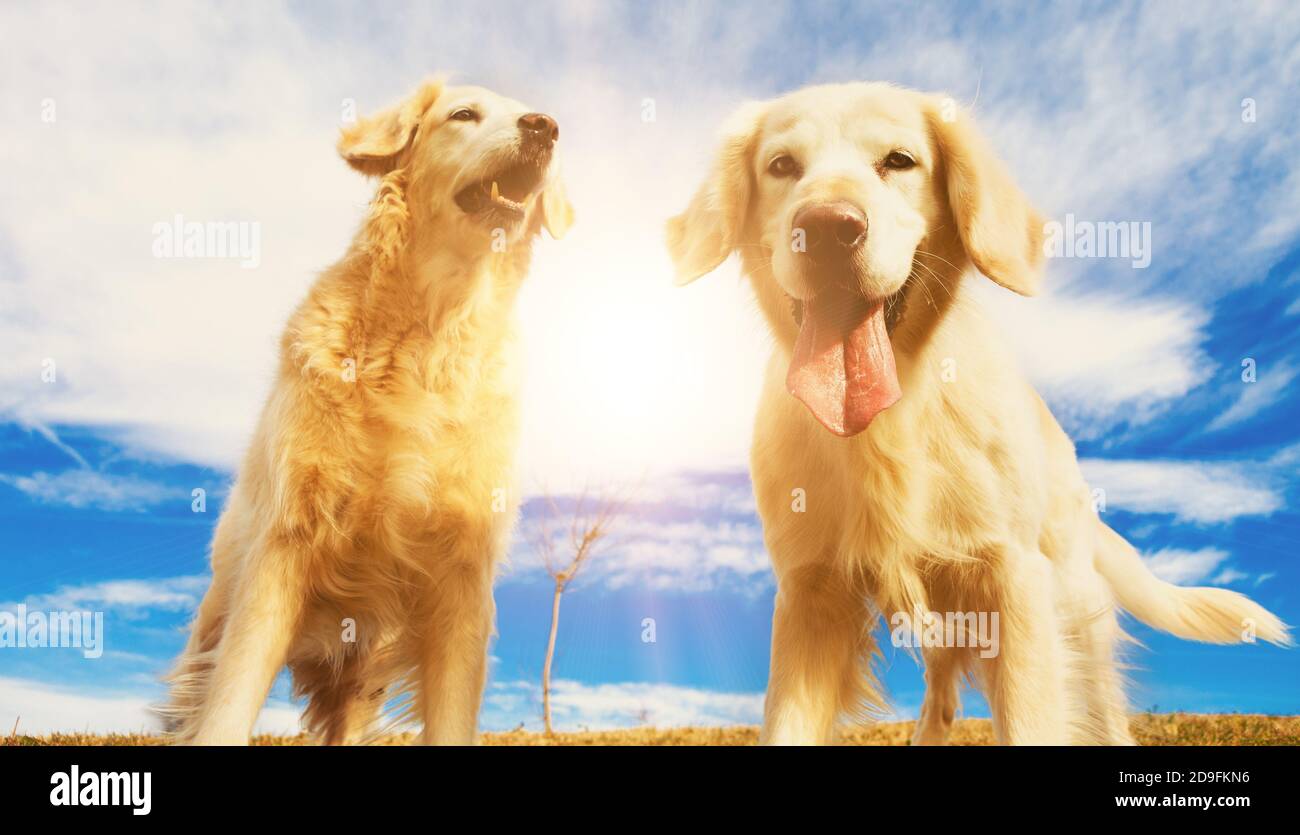 Happy pets hi-res stock photography and images - Alamy