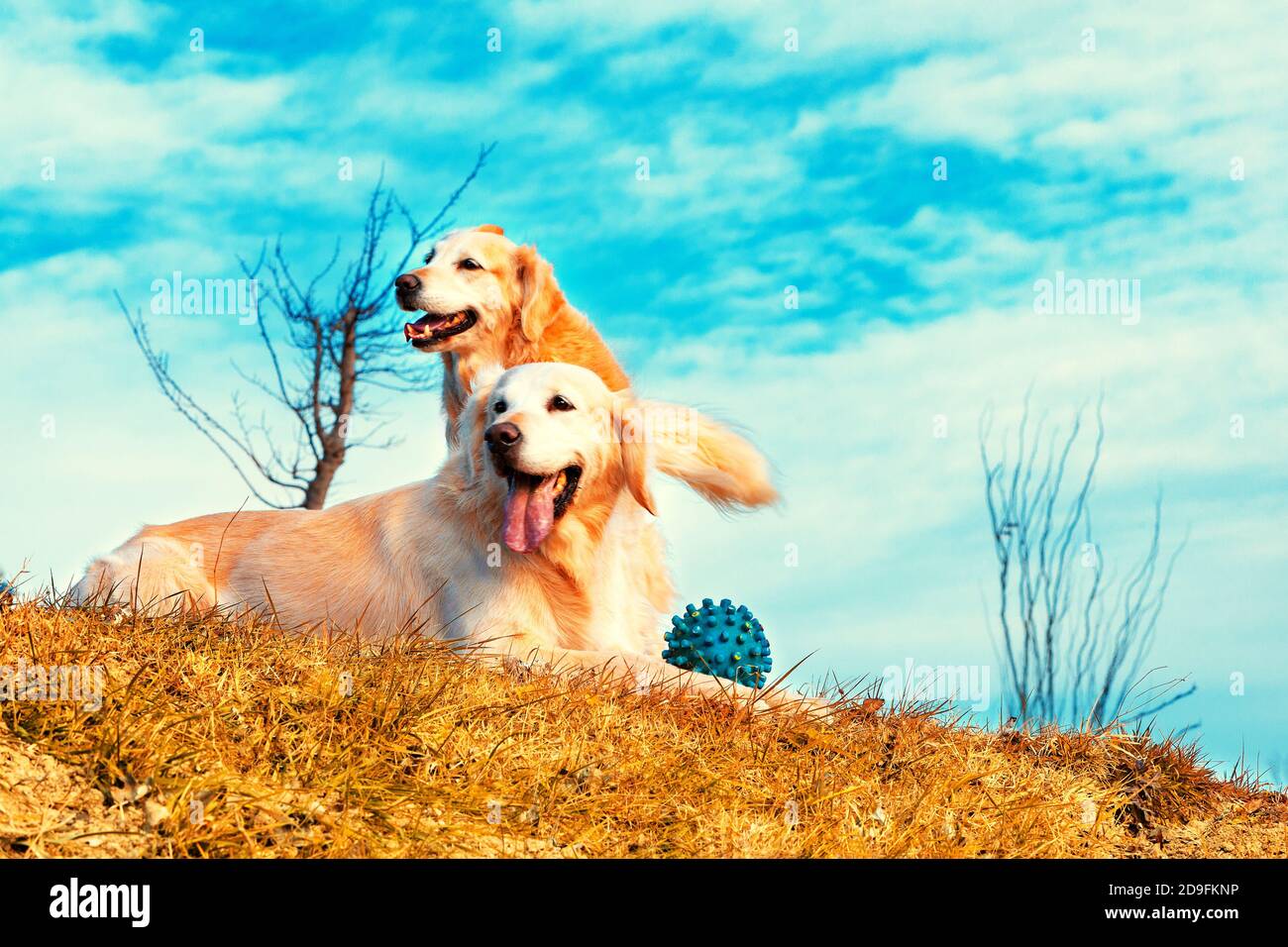 Happy pets hi-res stock photography and images - Alamy