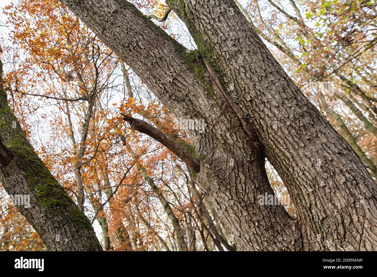 Autumn landscape - yellowed deciduous trees in city autumn park area ...