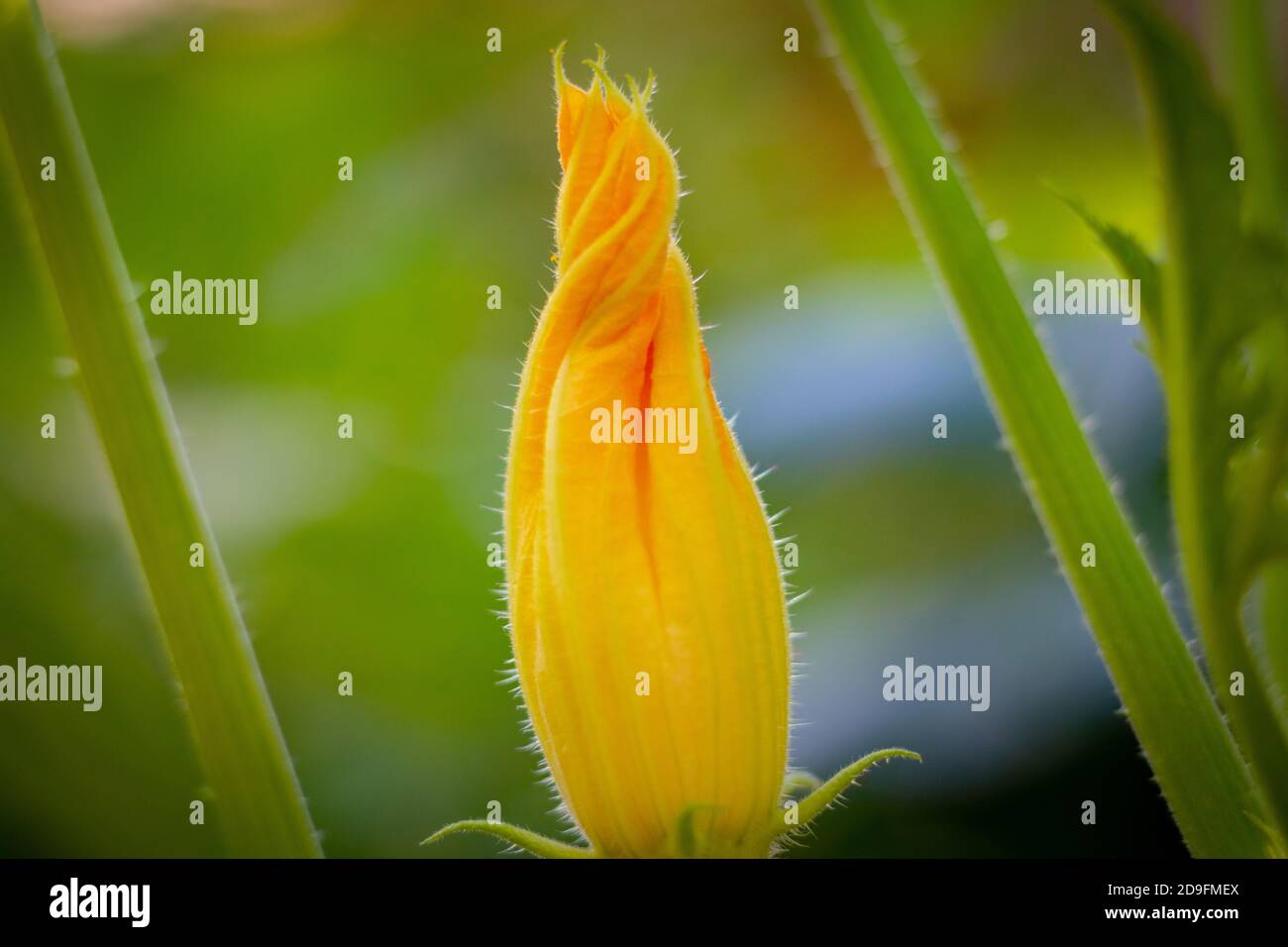 Squash blossom in focus on the branch. Organic food farming. Summer ...