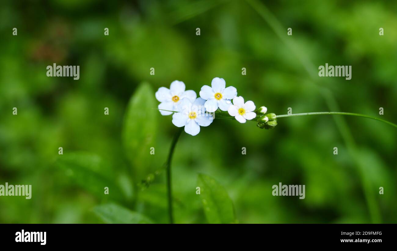 White flowers in the forest Stock Photo - Alamy